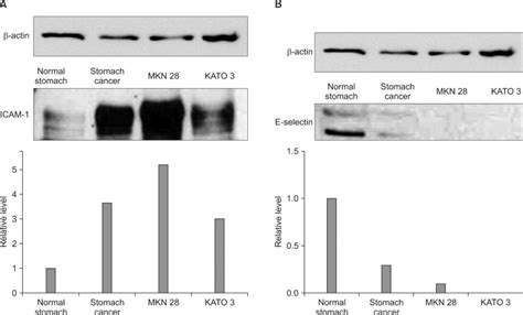 Intercellular Adhesion Molecule 1 Icam 1 E Selectin Expression Level Download Scientific