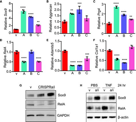 Crispr Mediated Sox9 Activation And Rela Inhibition Enhance Cell