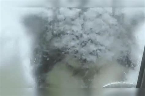 一觉醒来后狗子自闭了，在雪天里待了一晚上，此时的我不敢开门毕竟它是二哈雪天