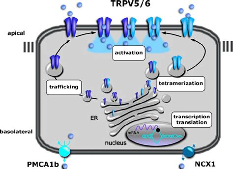 Overview Of Levels At Which Trpv5 And Trpv6 Are Regulated Regulation Download Scientific