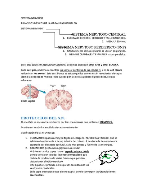 Sistema Nervioso Resumen Pdf Sistema Nervioso Cerebro