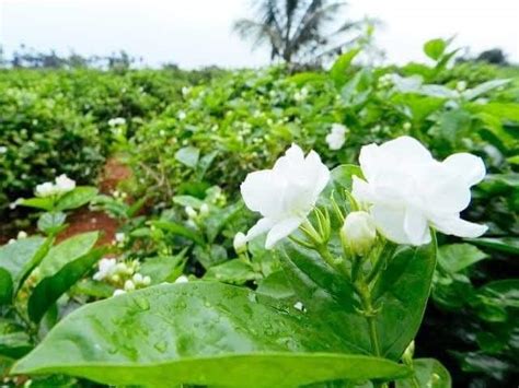 ဘိုကလေးမြို့နယ်တွင် စံပယ်ပန်းစိုက်သူများ ပုံမှန်ဝင်ငွေရရှိနေ