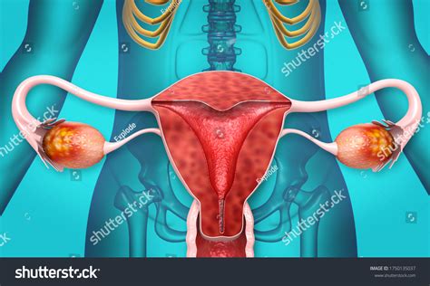 Human Anatomy Female Reproductive System Uterus Stock Illustration