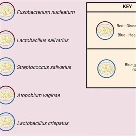 Set Of Bacterial Species Which Could Be Targeted For Identification Of Download Scientific