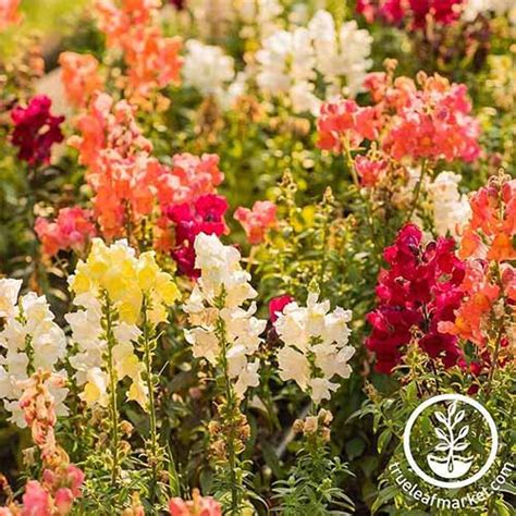 23 Of The Best Snapdragon Varieties To Grow At Home