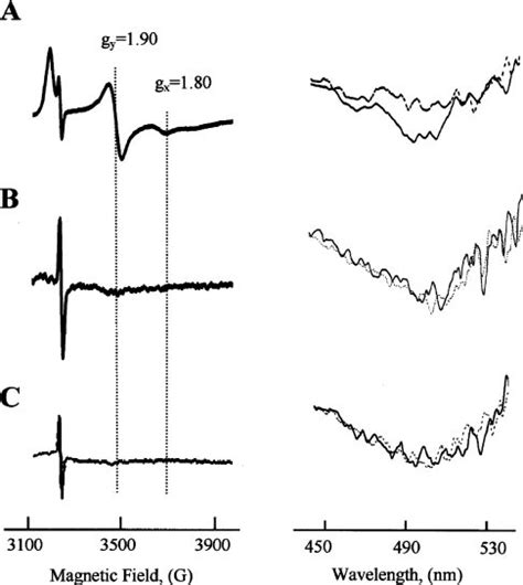 Epr And Cd Characterization Of The [2fe 2s] Cluster In The Cytochrome Download Scientific