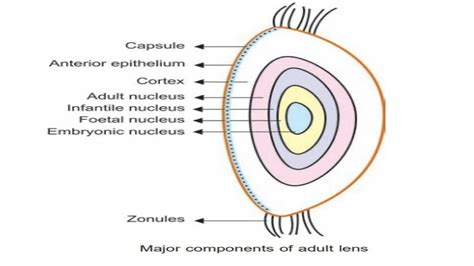 The Orbits Presentation For Master Stundents Ppt Free Download