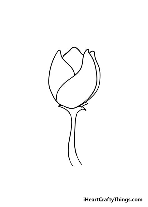 Tulip Drawing How To Draw A Tulip Step By Step