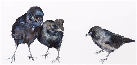 Twos Company Threes A Crowd Print Cornwallis Art