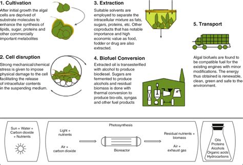 2 Algal Biomass Cultivation And Its Conversion To Biofuels Download