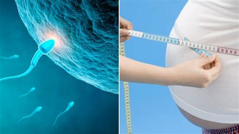 Mans Weight Affects Sperm Cells Bbc Jimidisudotcom