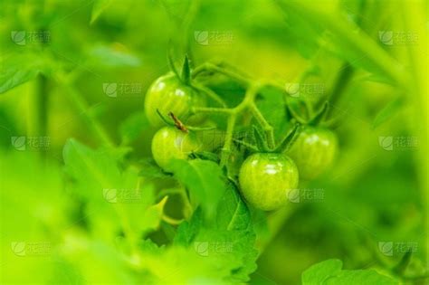 夏天 西红柿 未成熟的 青年人 菜园 水平画幅 素食 无人 维生素 户外