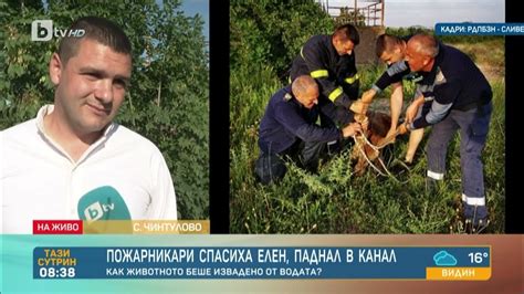 Как спасиха бедстващ елен в канал в Сливенско „Тази сутрин“ БТВ