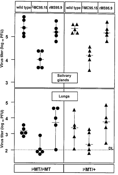 Growth Of Fcr 1 Deletion Mutants In B Cell Deficient Mice Newborn Mice