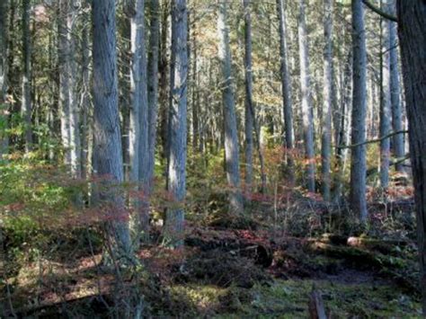 Cedar Swamp At The Tracker Babe Primitive Camp Page