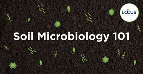 What Are Soil Microbes And Why Do They Matter In Agriculture Locus Ag