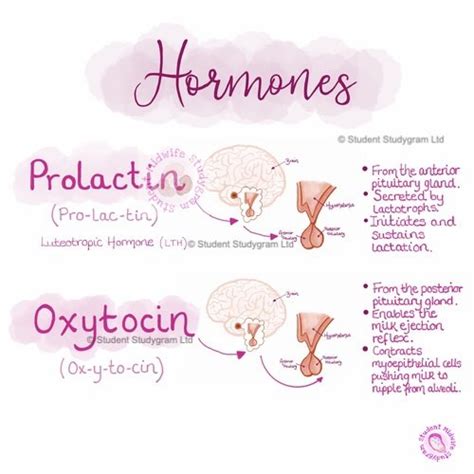 Oxytocin Love Hormone Breastfeeding At Charlotte Revell Blog