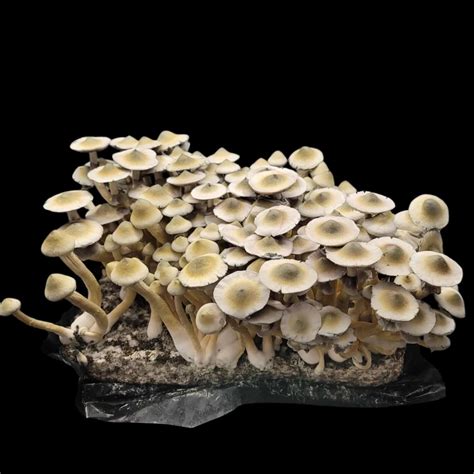 Albino Penis Envy Revert Spore Print Psilocybe Cubensis Spores