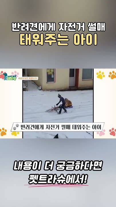 반려견에게 자전거 썰매 태워주는 아이 Shorts 반려견 반려묘 Youtube