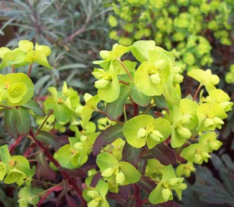 Euphorbia Polychroma Purpurea Euphorbia Polychroma Euphorbia