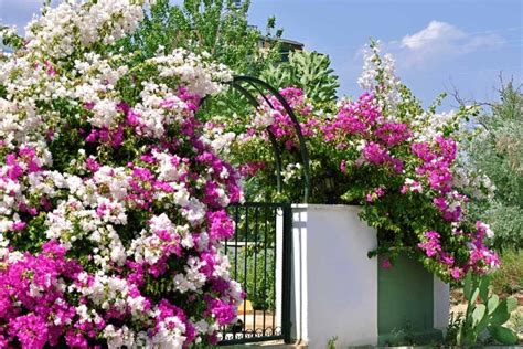 How To Grow And Care For Bougainvillea Gardeners Path
