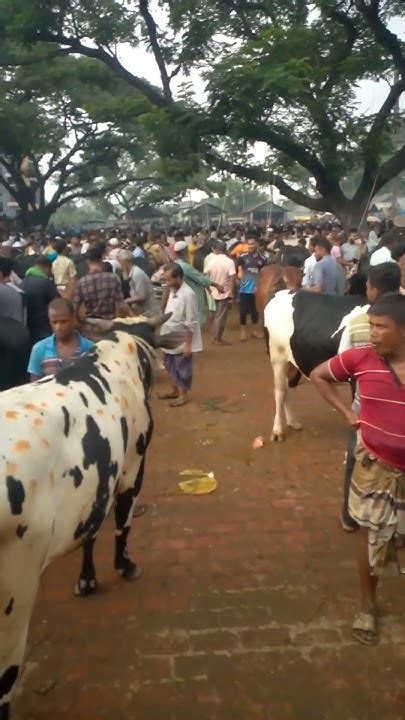 বগুড়া কুরবানী পশুর হাট ধাপের হাট বগুড়া Youtube