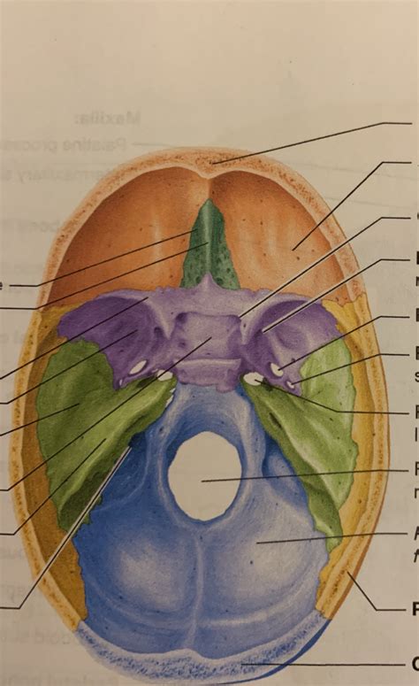 Superior View Diagram Quizlet