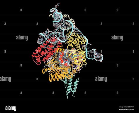 Telomerase Active Site Bound To Dna Molecular Model Telomerase Is A