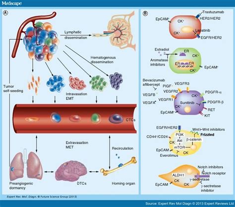 Characterization Of Circulating Tumor Cells In Breast Cancer Page 8