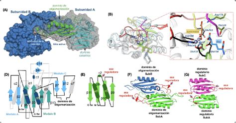 Diagrama De Enzimas Apuntes De Biotecnología Enzimas
