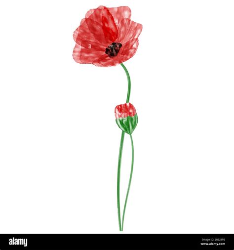 Poppy Flowers Watercolor Design Element Vector Illustration Isolated On
