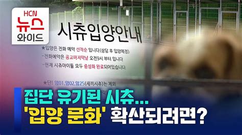 집단 유기된 시츄입양 문화 확산되려면 Hcn경북방송 Youtube