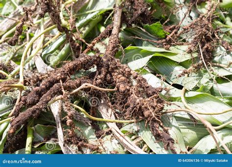 Rhizobium