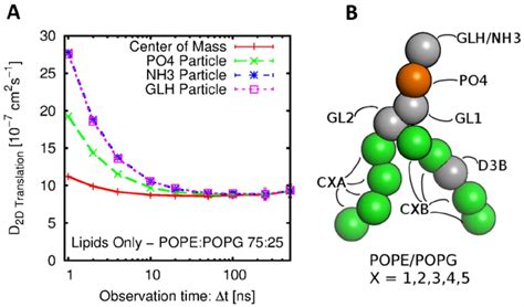 A Lipid Diffusion Coefficients As A Function Of Observation Time D