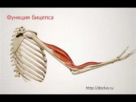Функция бицепса. Разрывы бицепса - YouTube