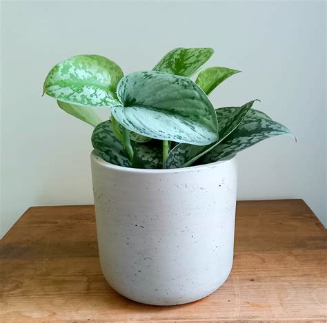 Scindapsus Pictus ‘trebie Small And Green
