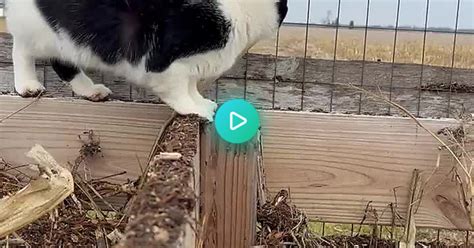 Compost Cat Album On Imgur