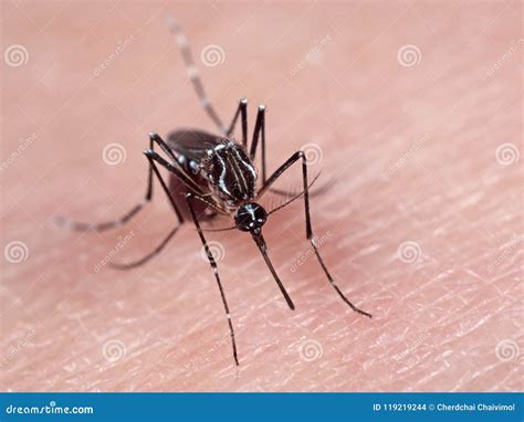 Foto Macra Del Mosquito Preparada Para Chupar Sangre En Piel Humana