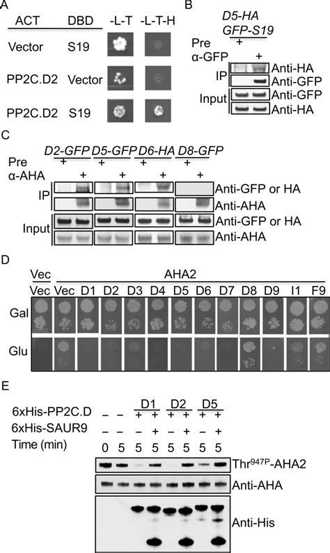 A Subset Of Plasma Membrane Localized Pp2c D Phosphatases Negatively