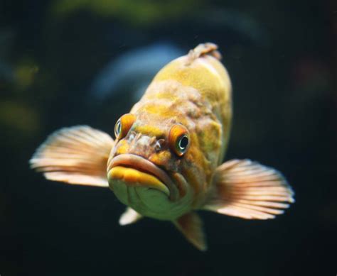 ゆんフリー写真素材集 No 8200 魚の顔 アメリカ サンフランシスコ