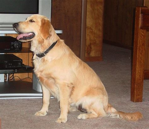 Most Affectionate Sex Golden Retriever Dog Forums Most Affectionate Sex Golden Retriever Dog Forums