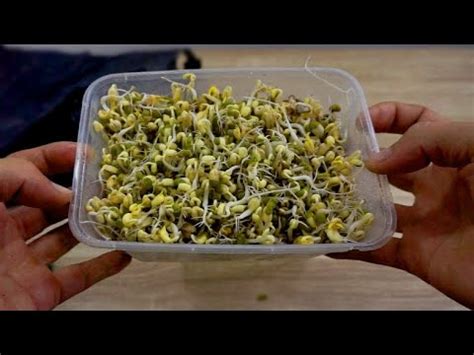 How To Grow Mung Bean Sprout At Home With Plastic Box Better Home