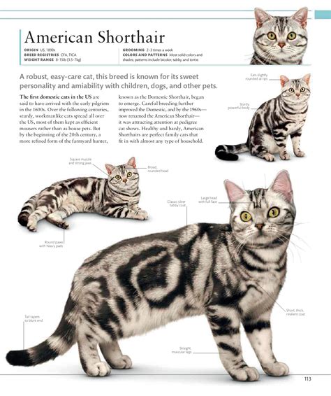 The Cat Encyclopedia The Definitive Visual Guide Setiowati Page