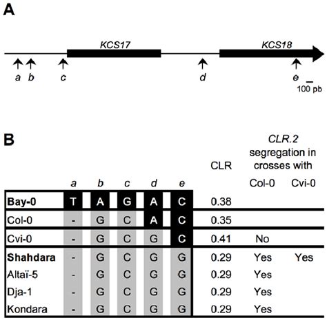 One Snp In Kcs18 Coding Sequence Is Sufficient To Modulate Chain Length