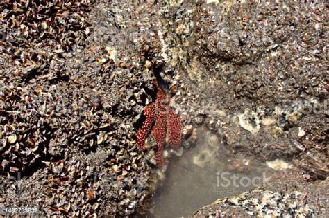 Bintang Laut Di Atas Batu Foto Stok Unduh Gambar Sekarang Amerika Serikat Amerika Utara