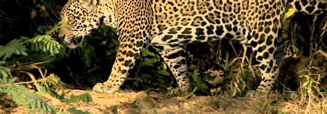 Watch Secret Brazil Pantanal S01e01 Underwater Jewels Of Pantanal