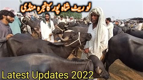 Wednesday Updateslahore Shahpur Kanjar Mandi 2022latest Update Bakra