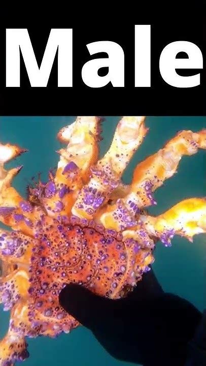 Puget Sound King Crab Sex Identification Male Or Female Shorts
