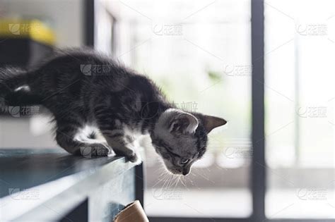 可爱的英国短毛小猫在室内玩耍