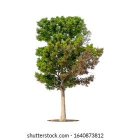 Very High Resolution Picture Isolated Tree Stock Photo Shutterstock